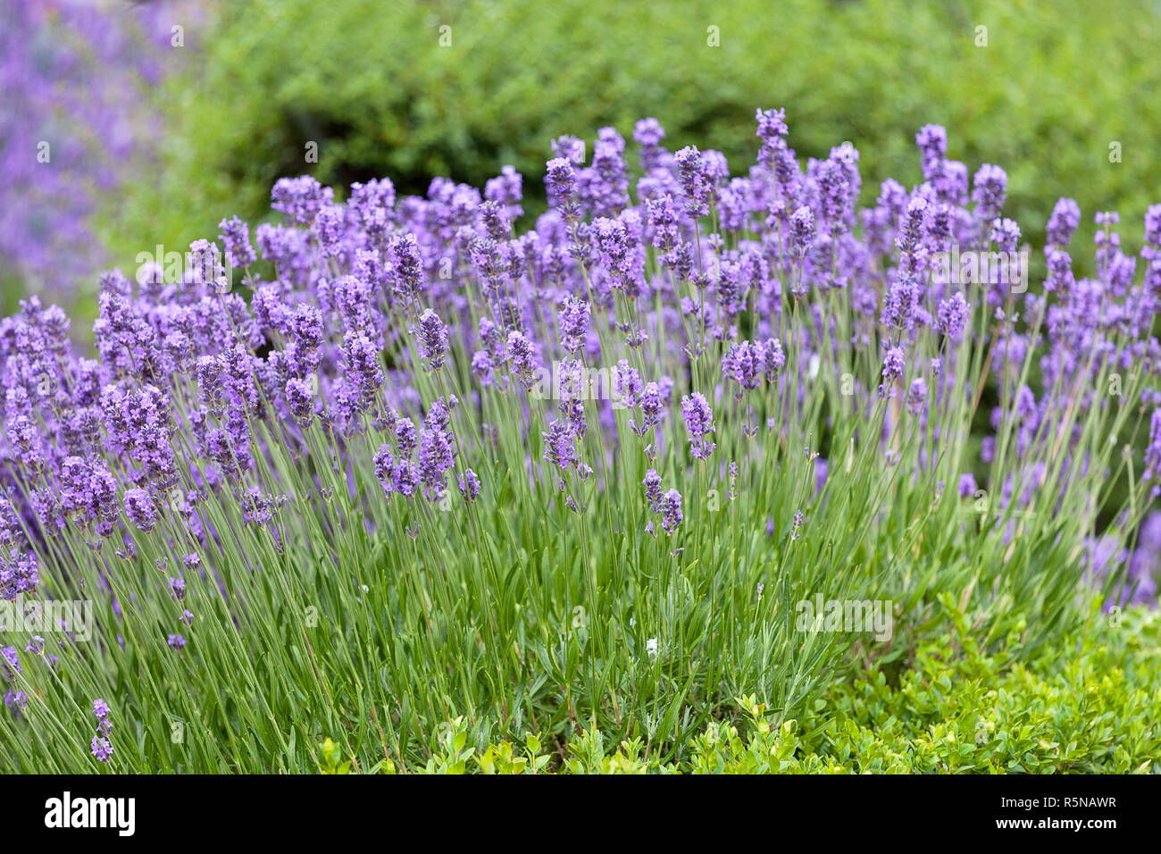 Lavender flowers blooming in the garden Stock Photo - Alamy