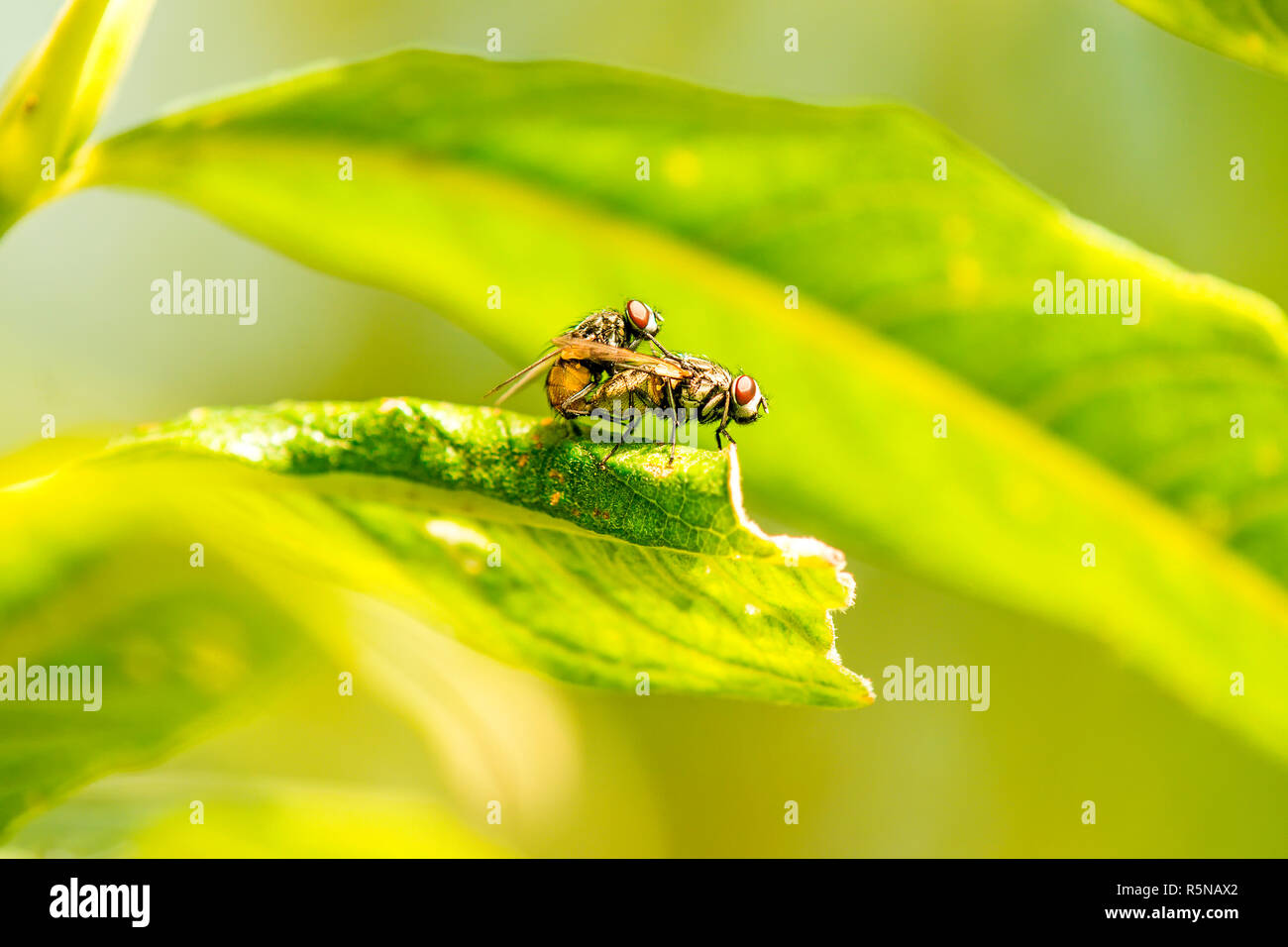 mosquitoes during mating Stock Photo - Alamy