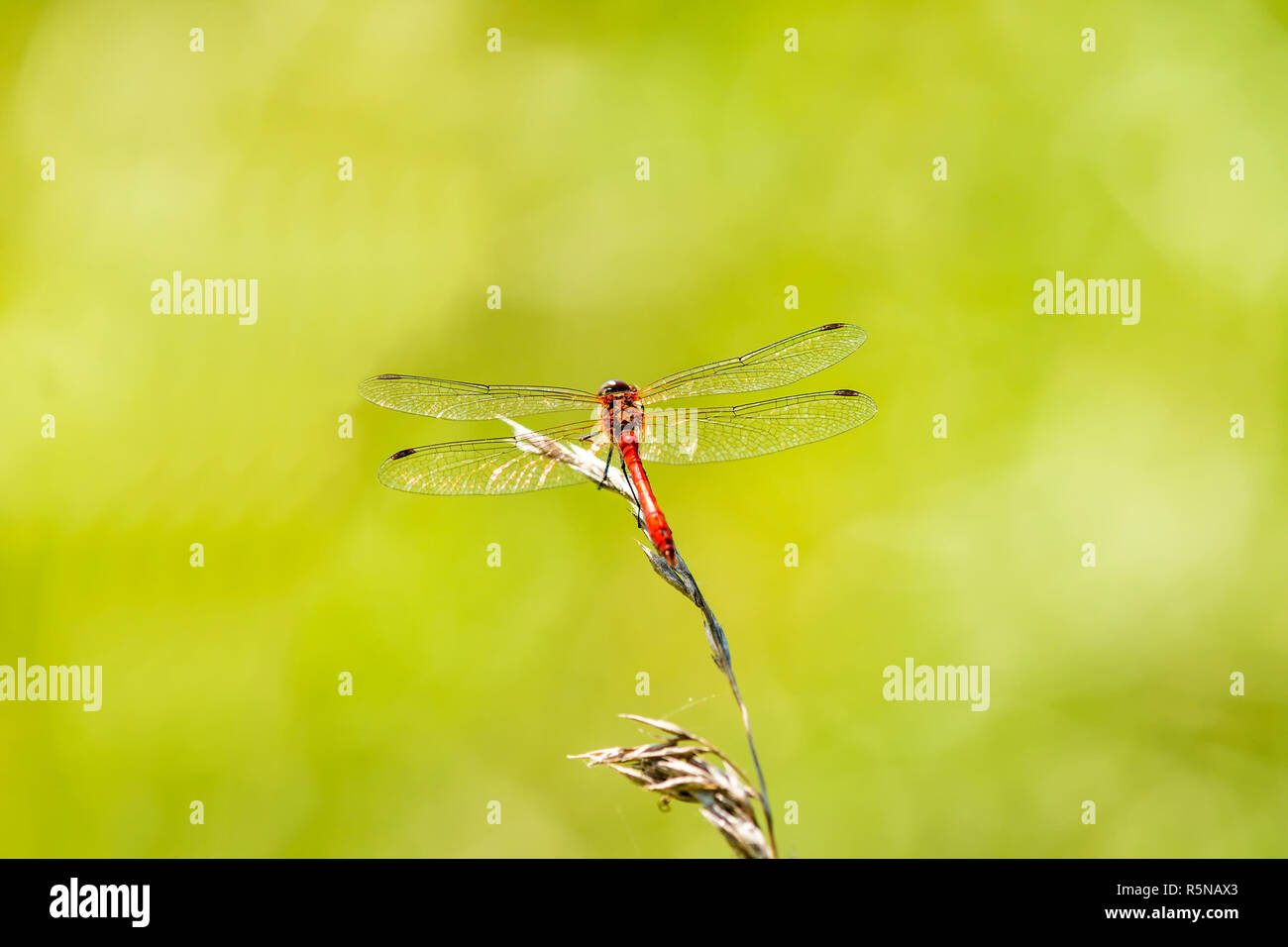 German insect fauna hi-res stock photography and images - Alamy