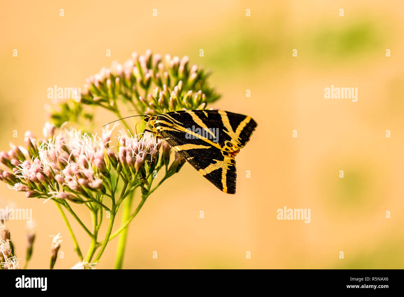 Russian bear butterfly hi-res stock photography and images - Alamy