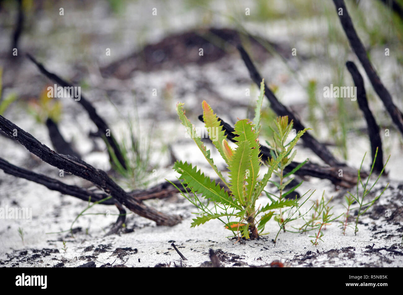 Burnt Australian Banksia Tree Branches High Resolution Stock ...