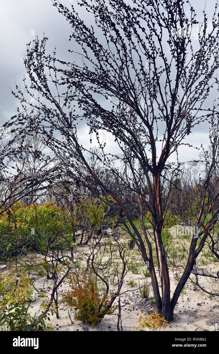Burnt and blackened Casuarina tree with split bark in heath with ...
