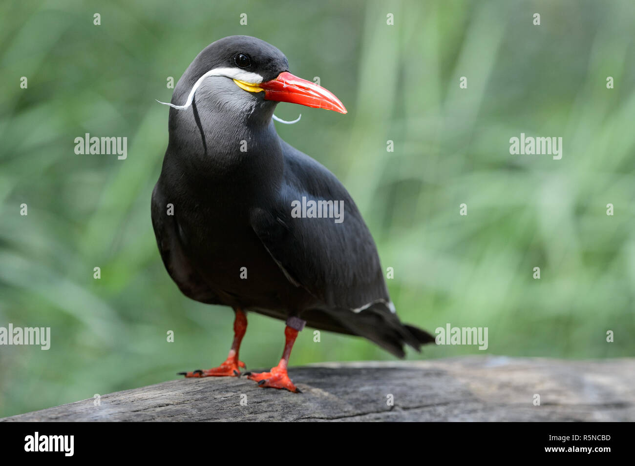 seated inca tern Stock Photo - Alamy