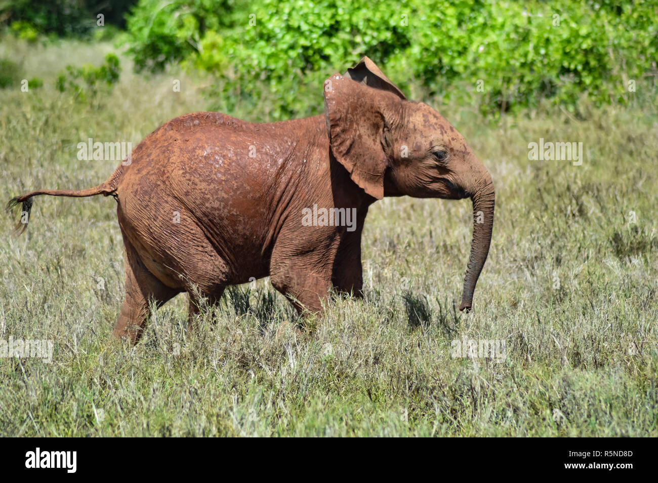 Little red elephant hi-res stock photography and images - Alamy