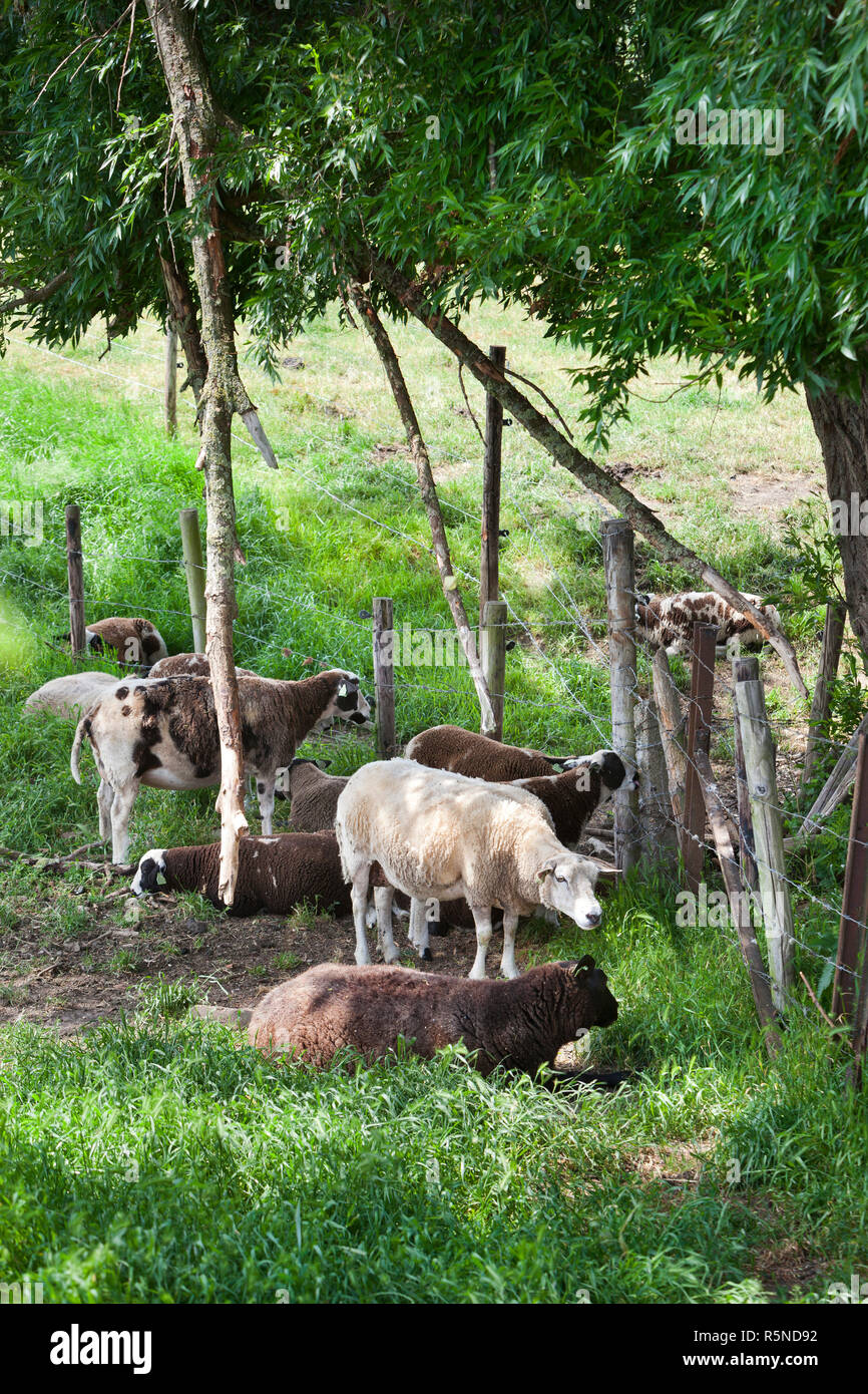 Farm animals under tree hi-res stock photography and images - Alamy