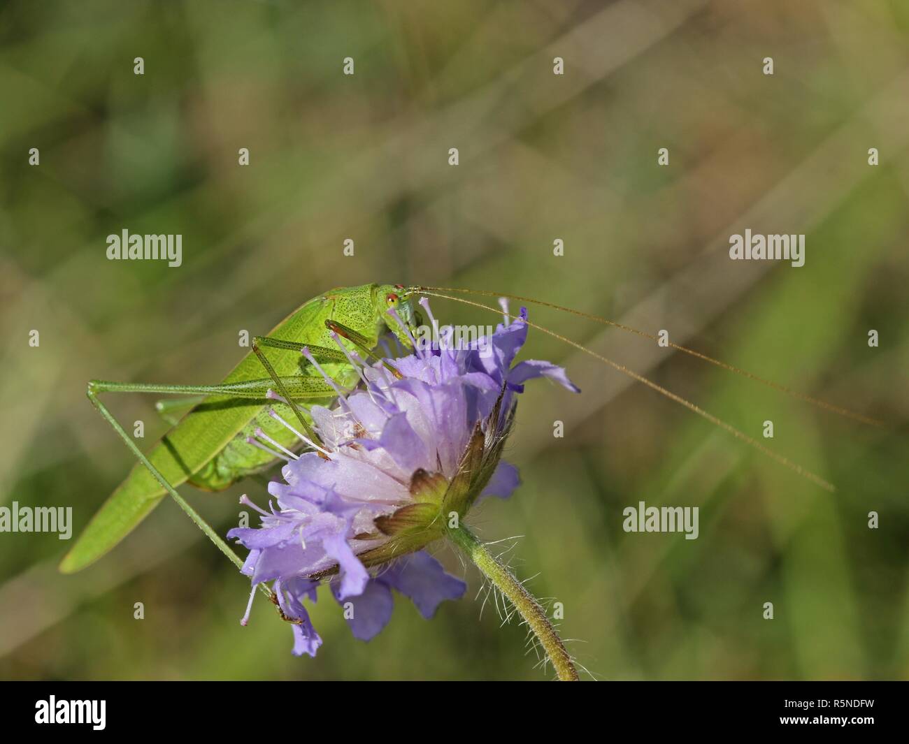 female common sickleback (phaneroptera falcata) on pigeon scabious ...
