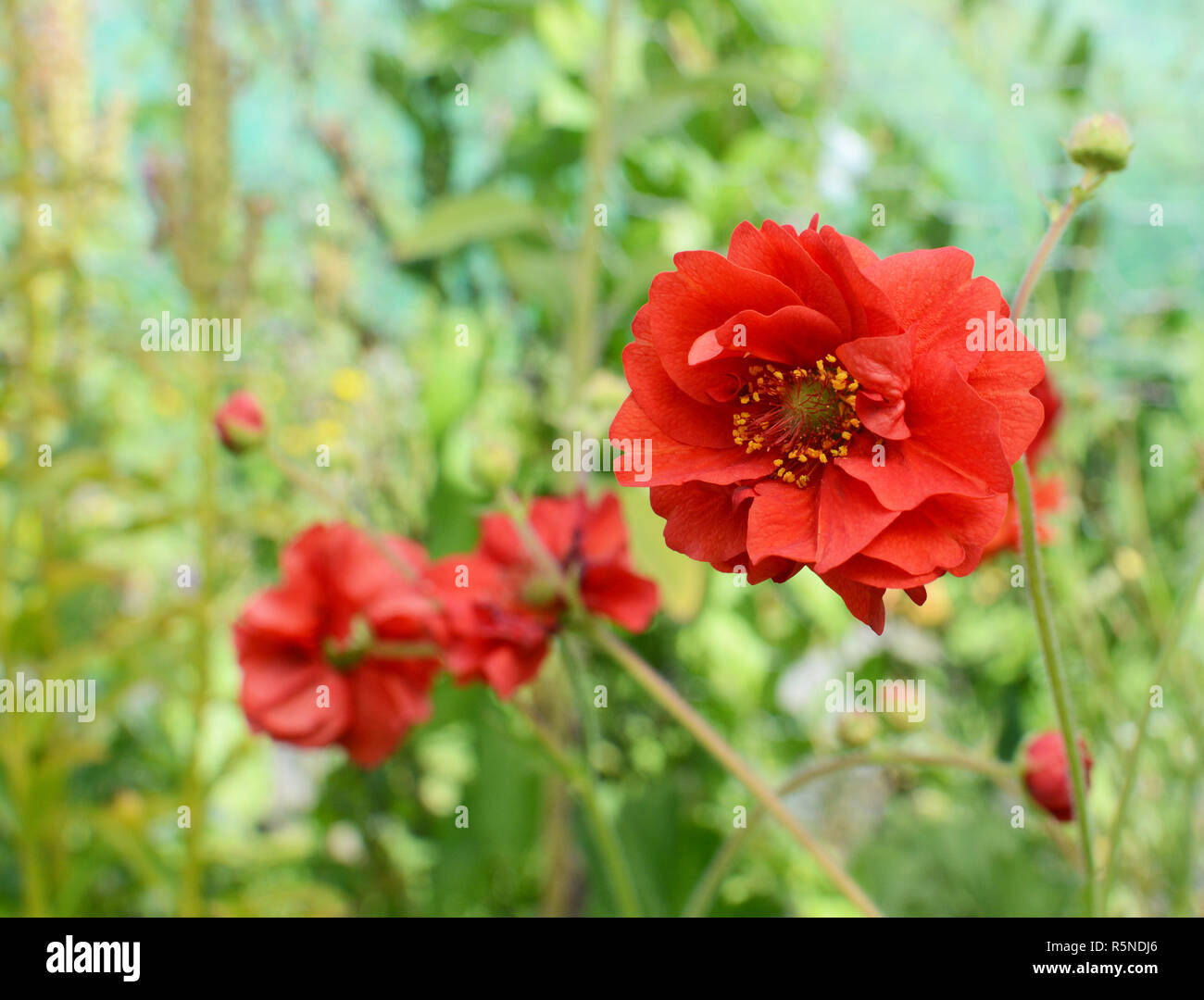 Gorgeous summer blooms hi-res stock photography and images - Alamy