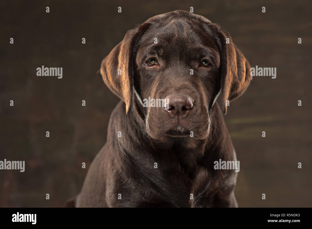 The portrait of a black Labrador dog taken against a dark backdrop ...