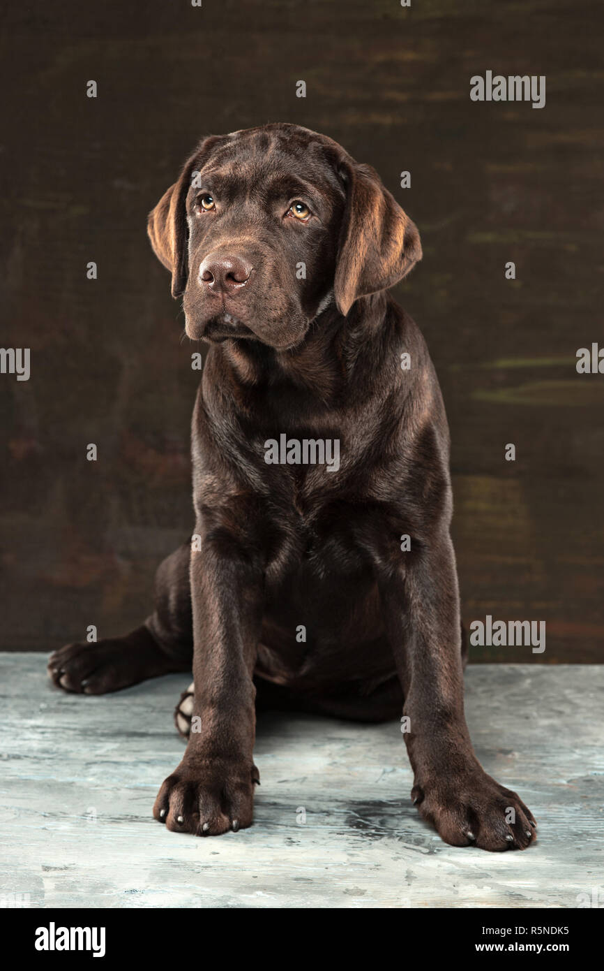 The portrait of a black Labrador dog taken against a dark backdrop ...