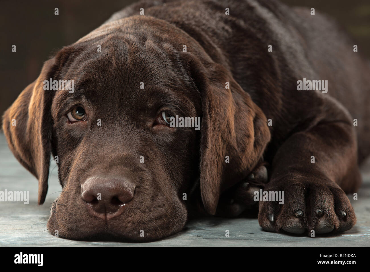 The portrait of a black Labrador dog taken against a dark backdrop ...