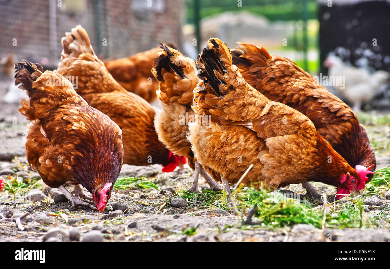 Chickens on traditional free range poultry farm Stock Photo - Alamy