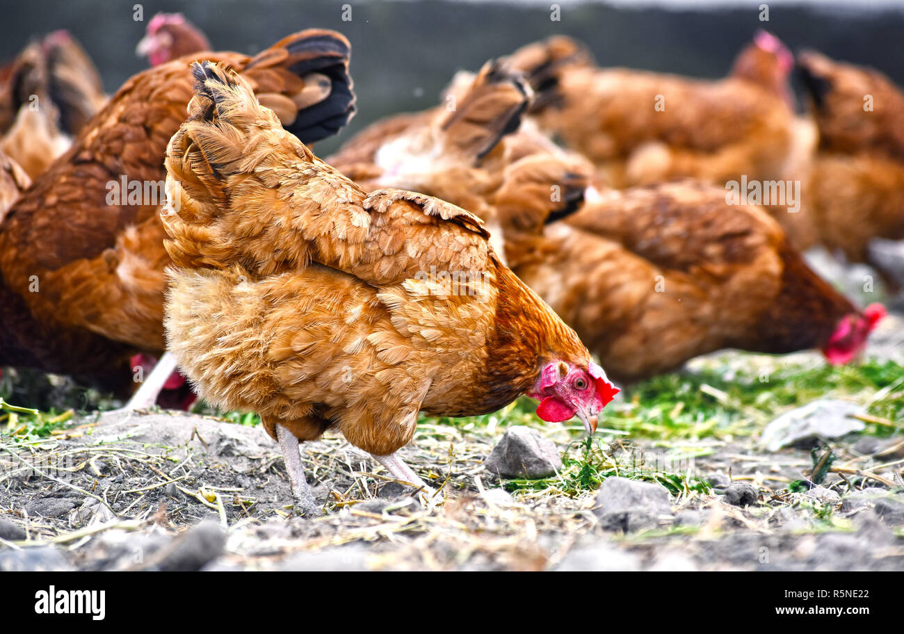 Living alive chickens poultry hi-res stock photography and images - Alamy