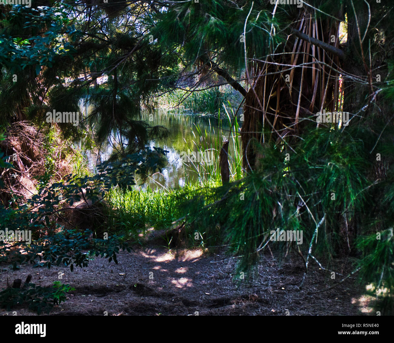 Lake framed by Studmaster Park greenery Stock Photo - Alamy
