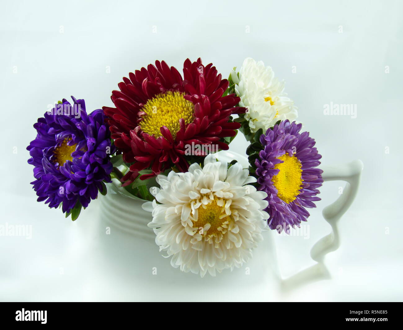 Asters in pots hi-res stock photography and images - Alamy