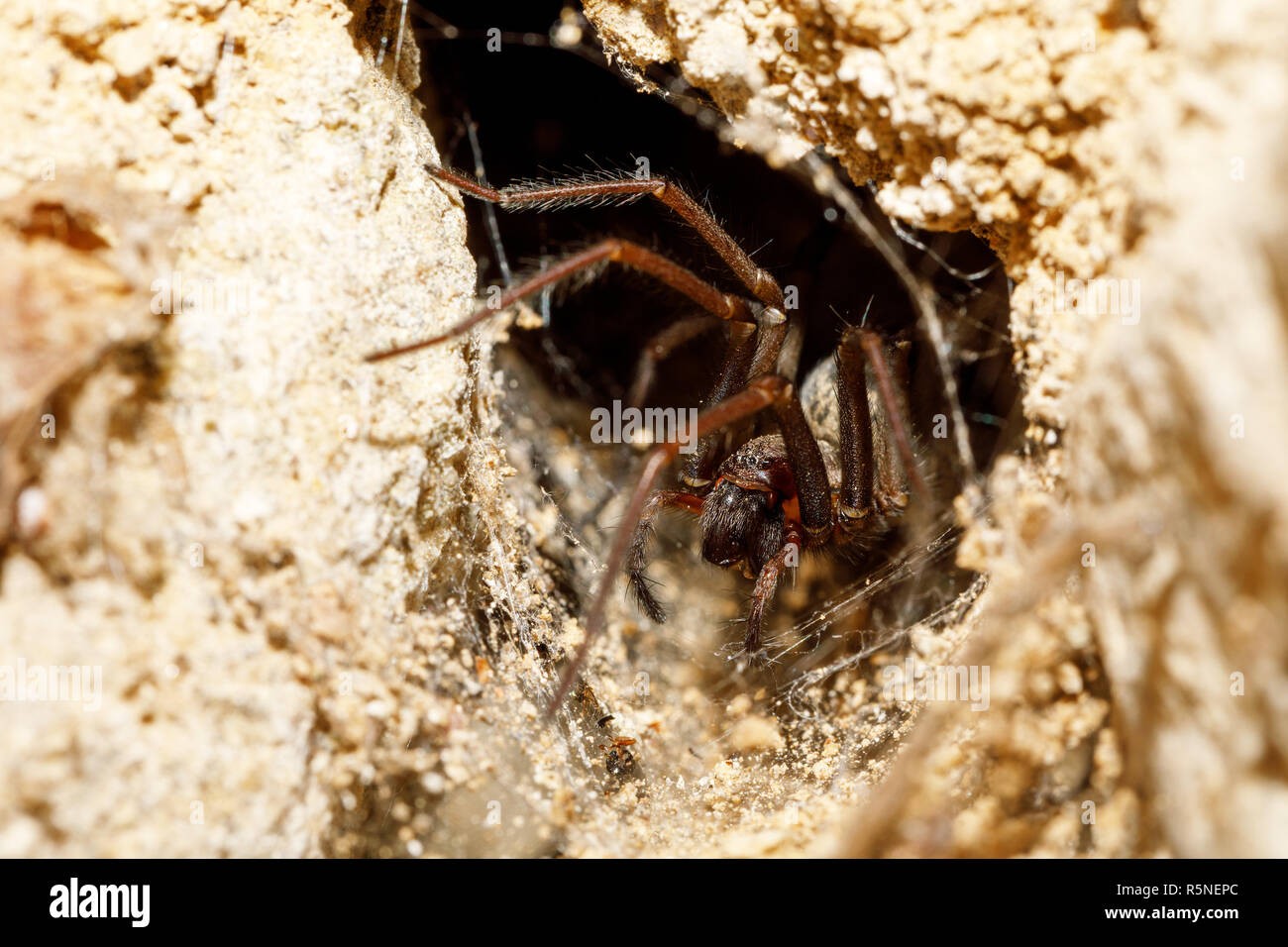 garden spider in the Liocranidae family Stock Photo - Alamy