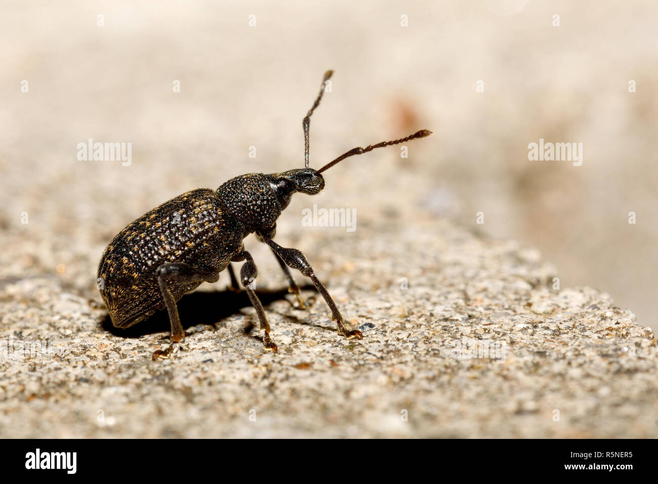 Black Vine Weevil - Otiorhynchus sulcatus Stock Photo - Alamy