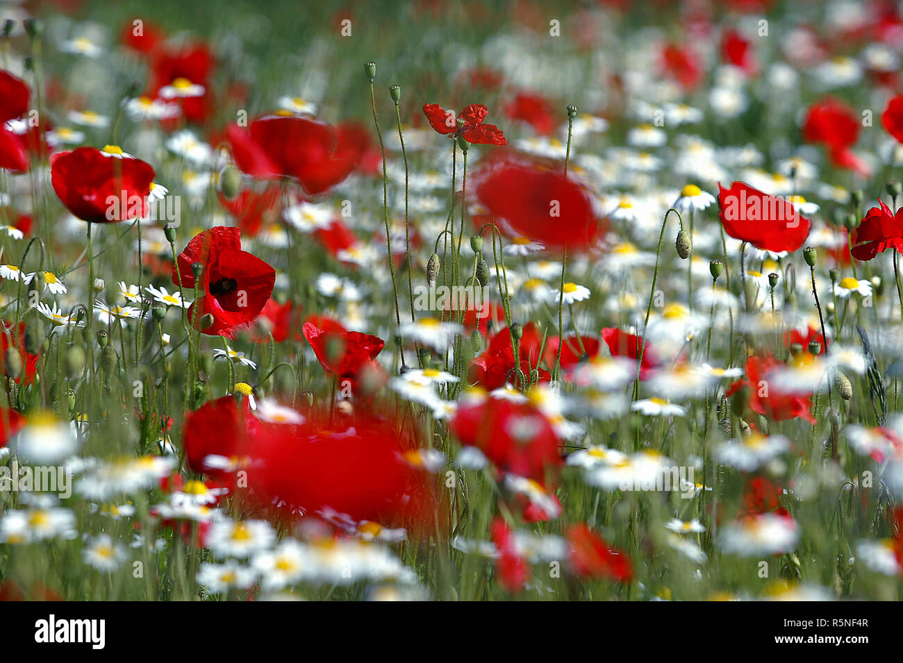 Mohnblumenwiese hi-res stock photography and images - Alamy