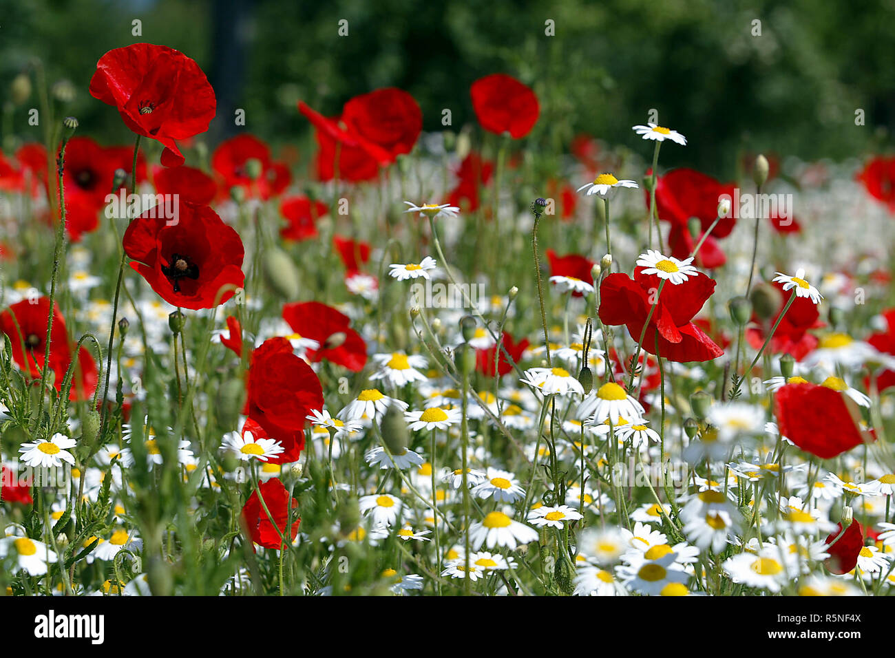Mohnblumenwiese hi-res stock photography and images - Alamy