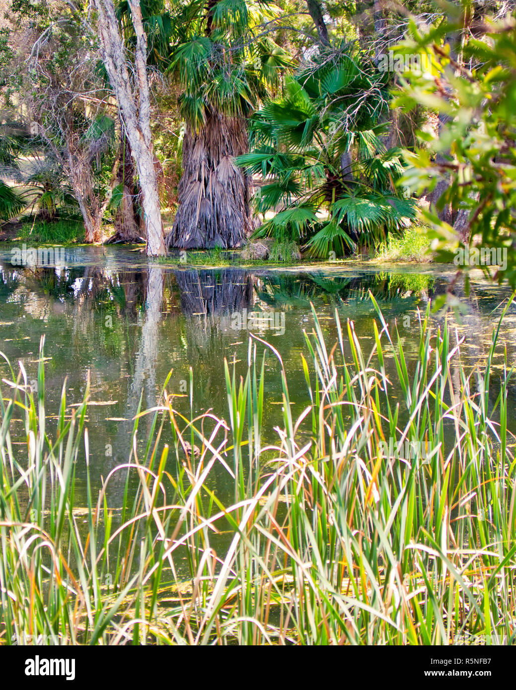 Lake in studmaster park Stock Photo - Alamy