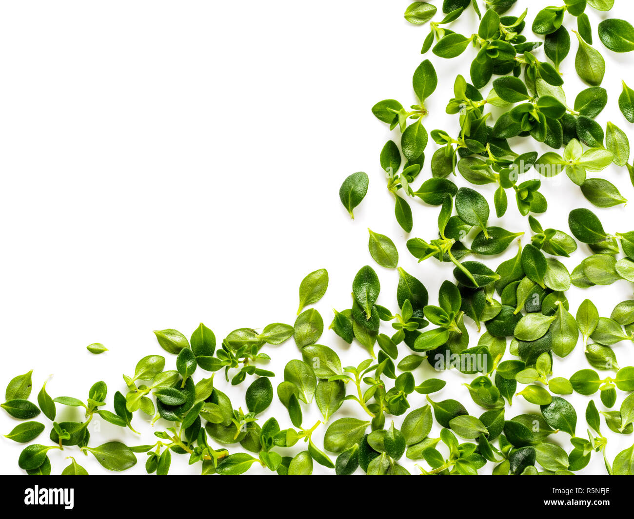 background of green thyme leaves isolated one edge Stock Photo - Alamy