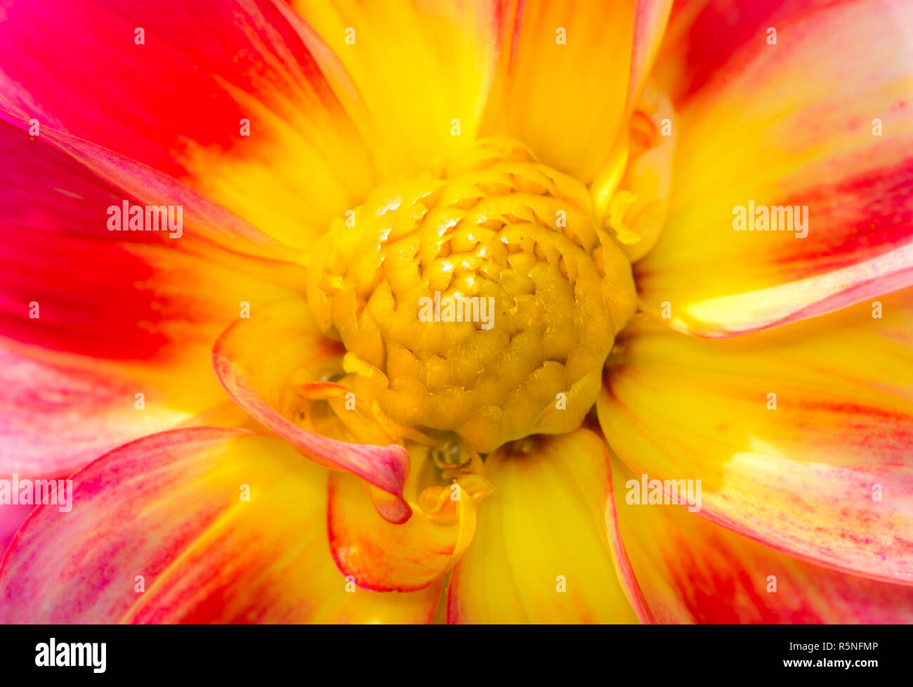 Detail of a daliah flower blossom Stock Photo - Alamy