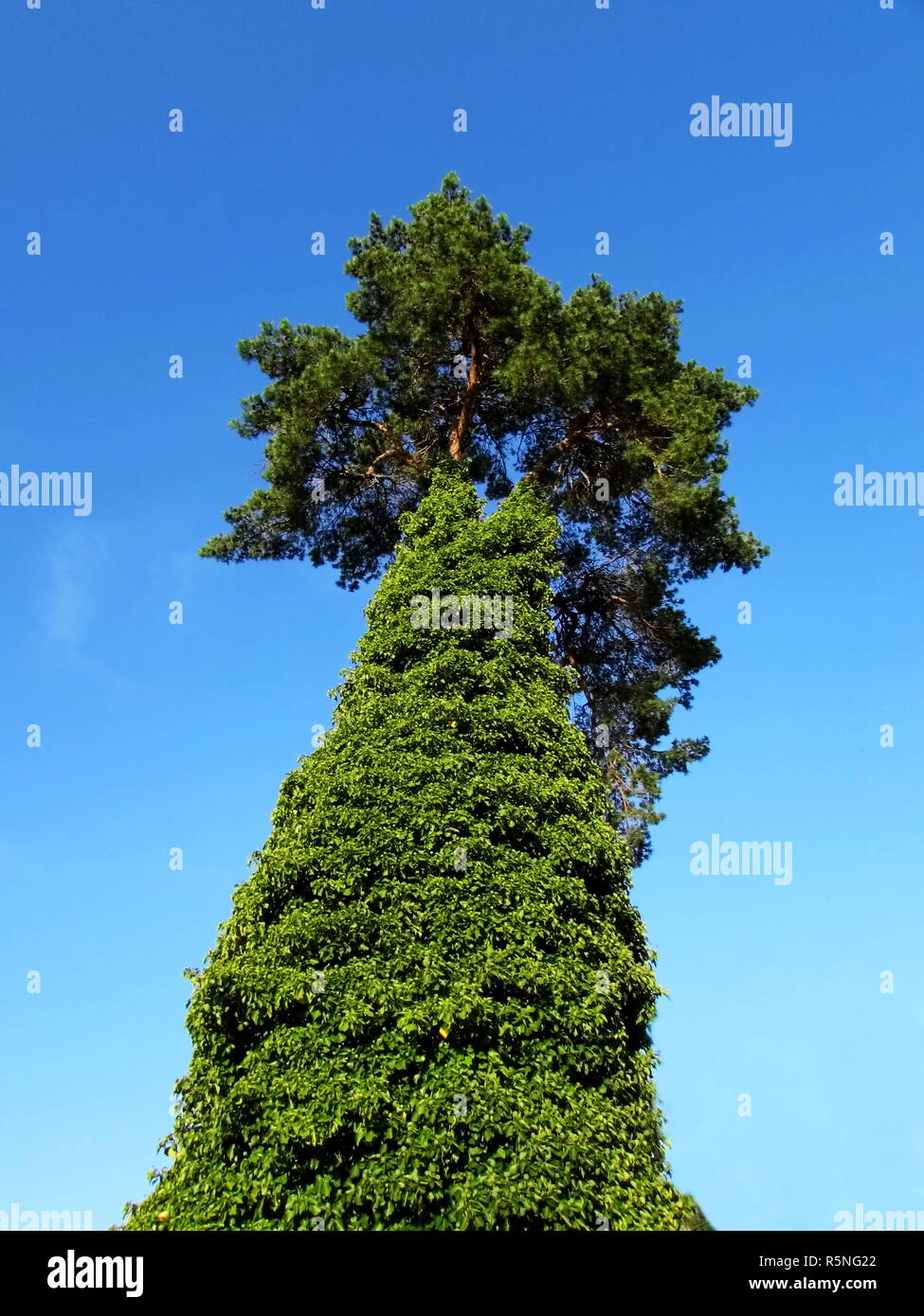 Crown of a pine tree hi-res stock photography and images - Alamy