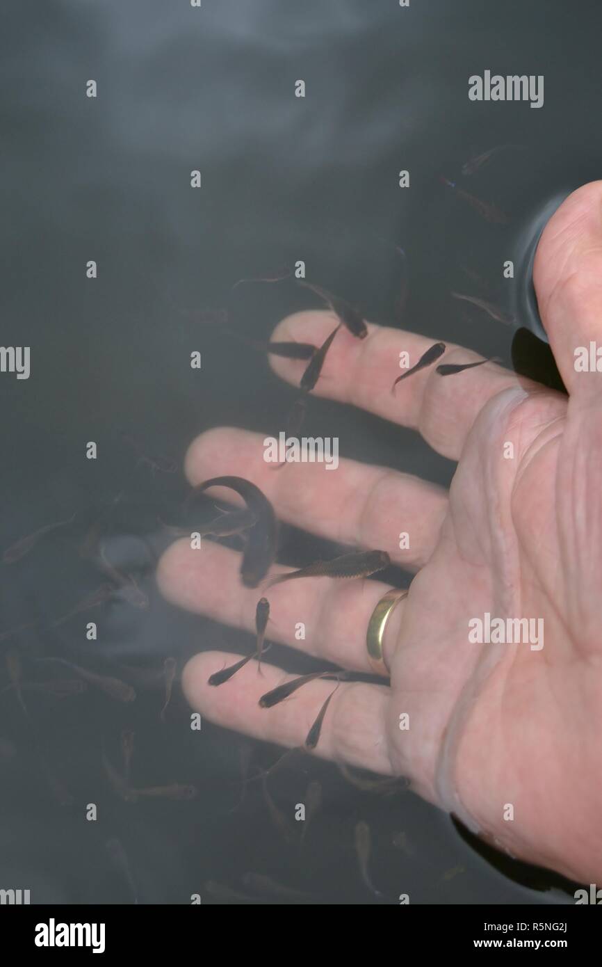 Saugbarben hi-res stock photography and images - Alamy