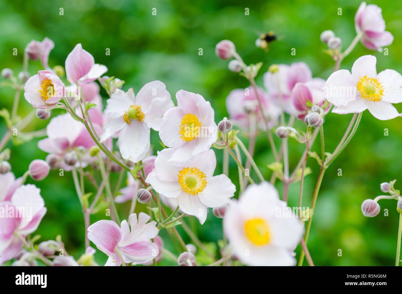 Pale pink flower Japanese anemone, close-up. Note: Shallow depth of ...