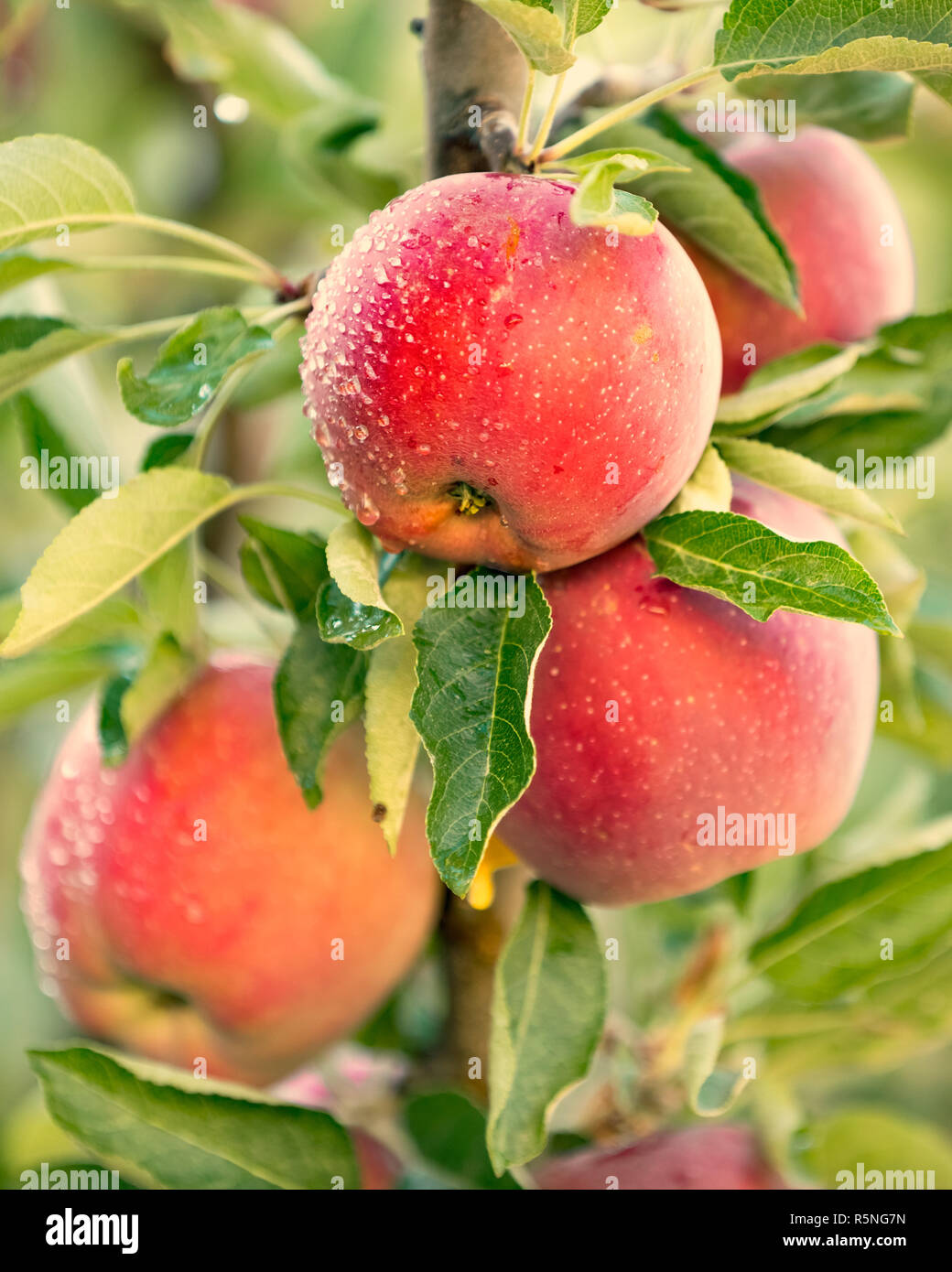 Apple tree with red apples Stock Photo - Alamy