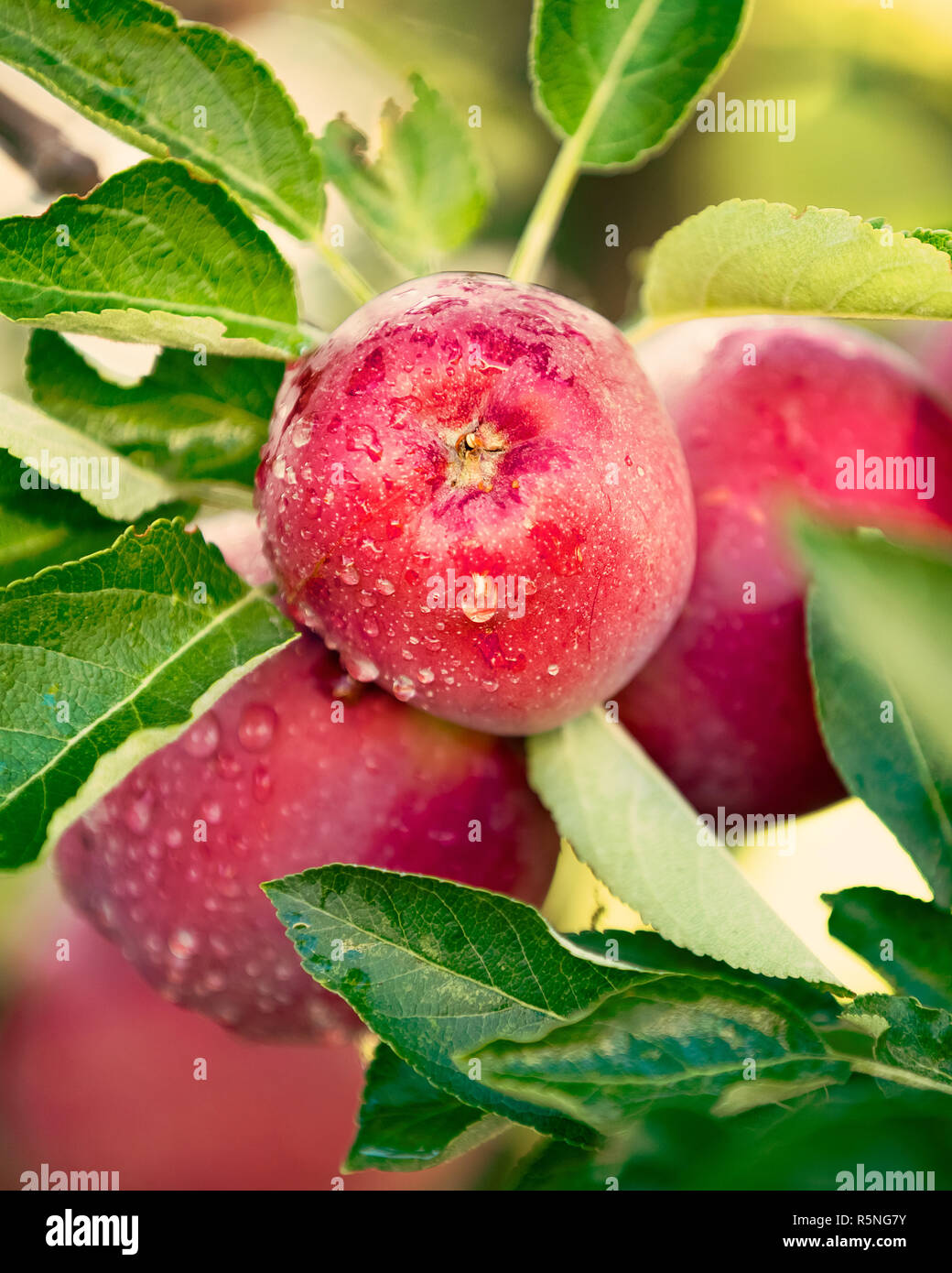 Apple tree with red apples Stock Photo - Alamy