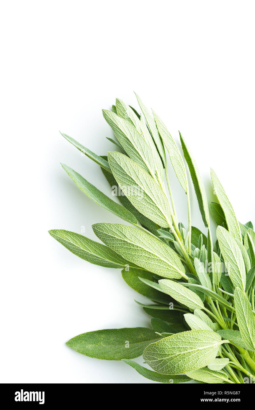 Salvia officinalis. Sage branch Stock Photo - Alamy