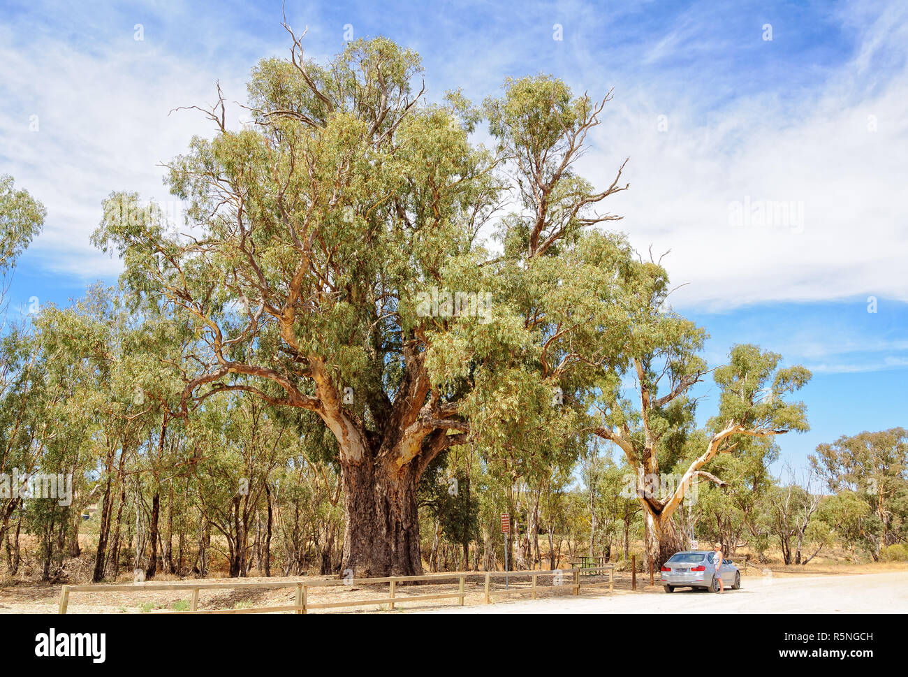 Giant River Red Gum Tree - Orroroo Stock Photo - Alamy