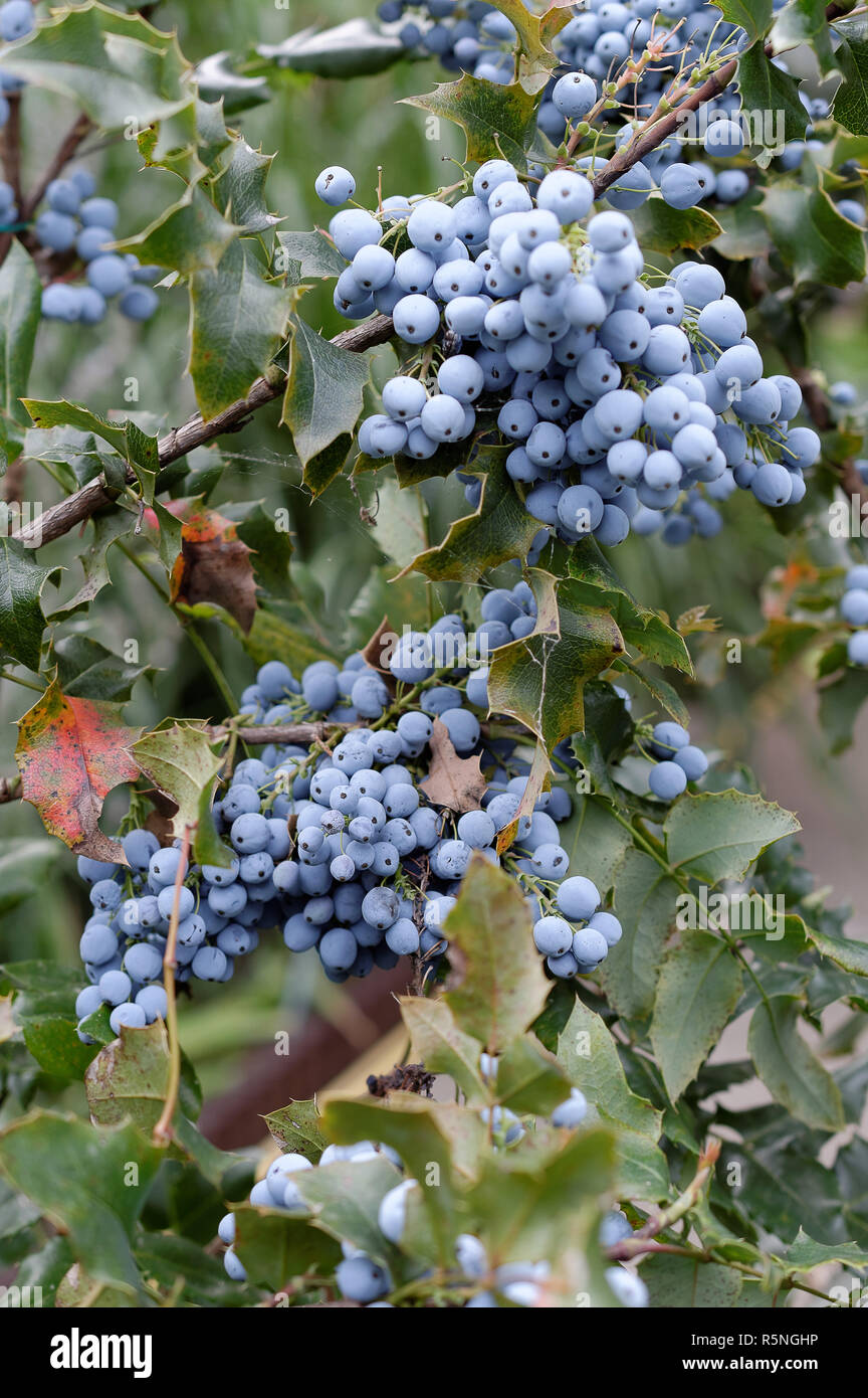 fruits of a mahoni (mahonia aquifolium Stock Photo - Alamy