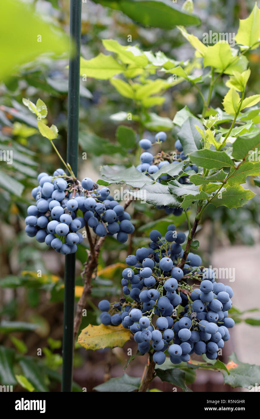 fruits of a mahoni (mahonia aquifolium Stock Photo - Alamy