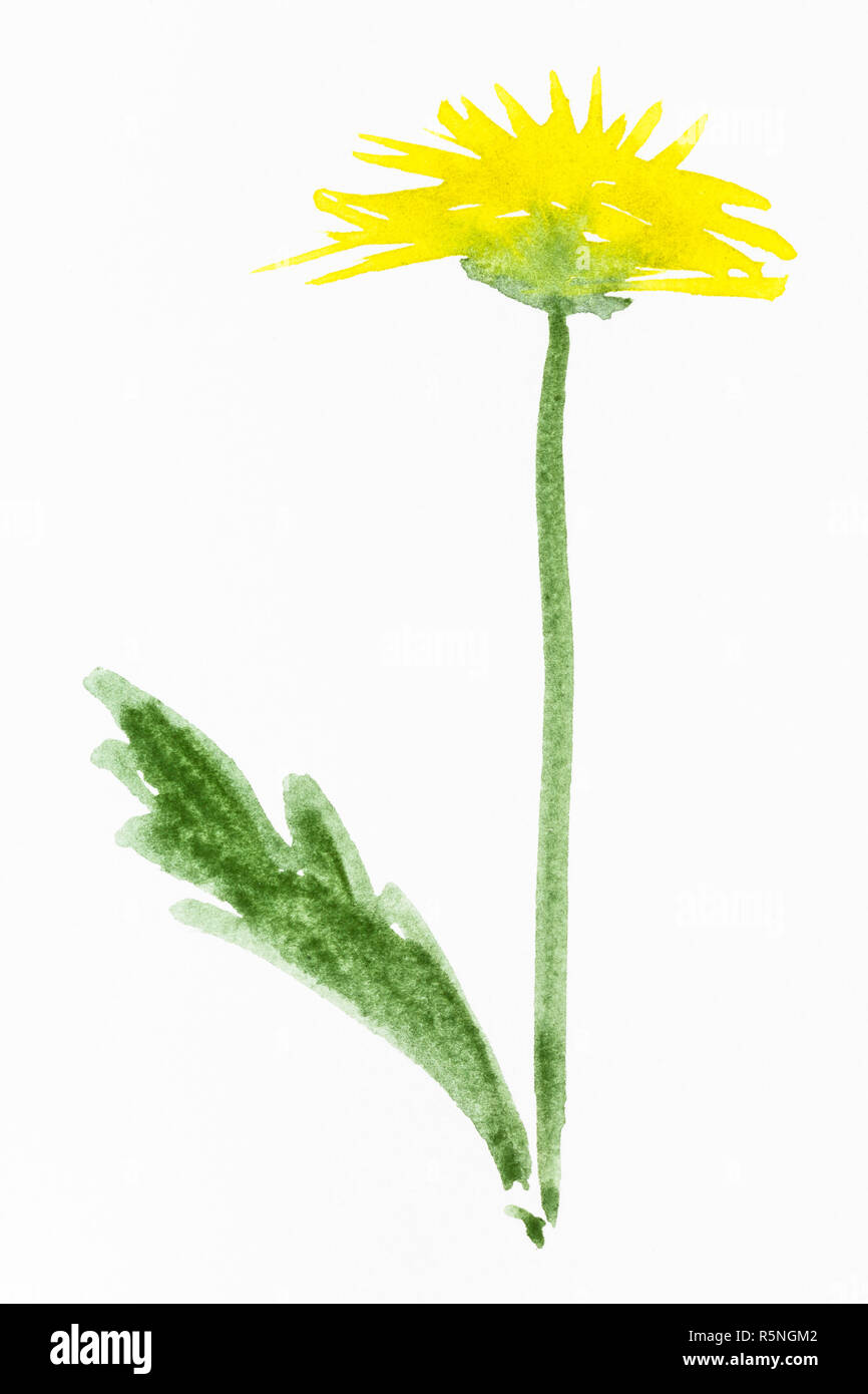 Dandelion picture Cut Out Stock Images & Pictures - Alamy