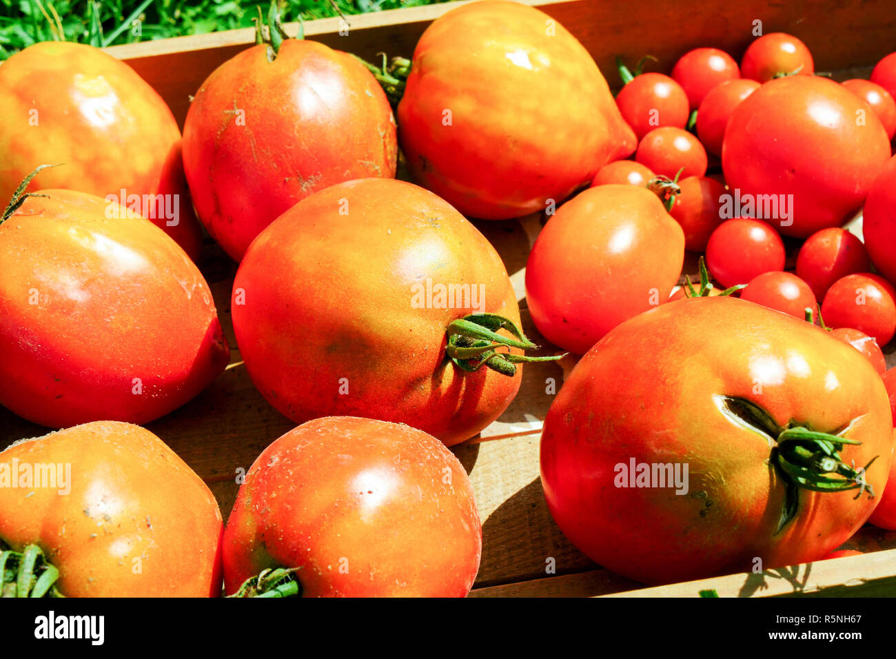 beautiful tomatoes in the garden Stock Photo - Alamy