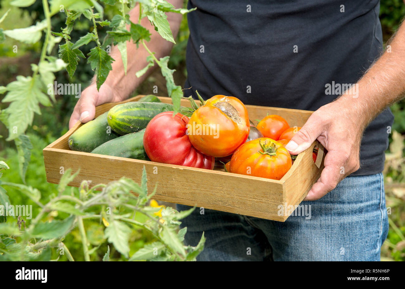 Small wooden crate with vegetables from the garden Stock Photo - Alamy