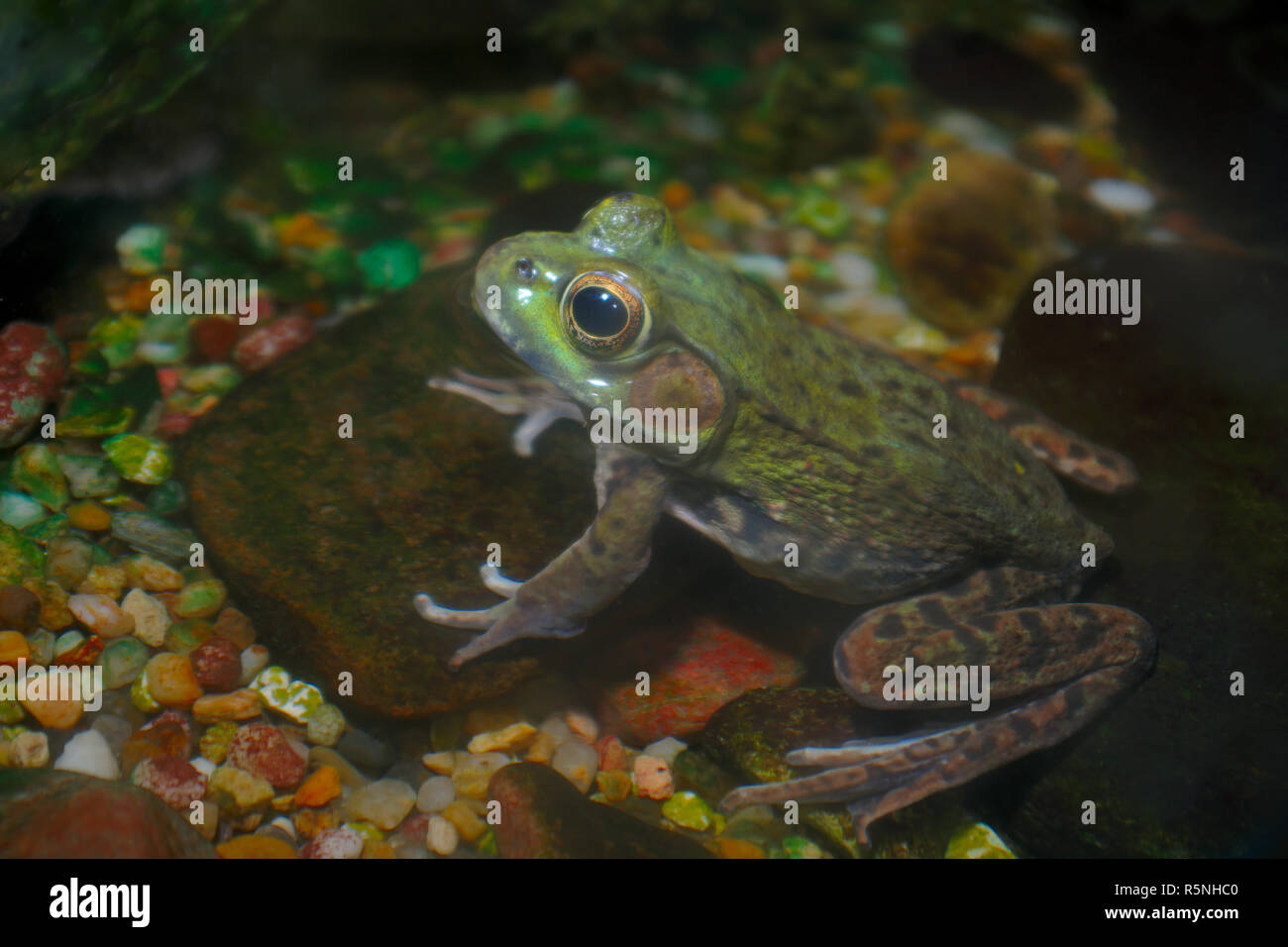 green frog amphibian in water Stock Photo - Alamy
