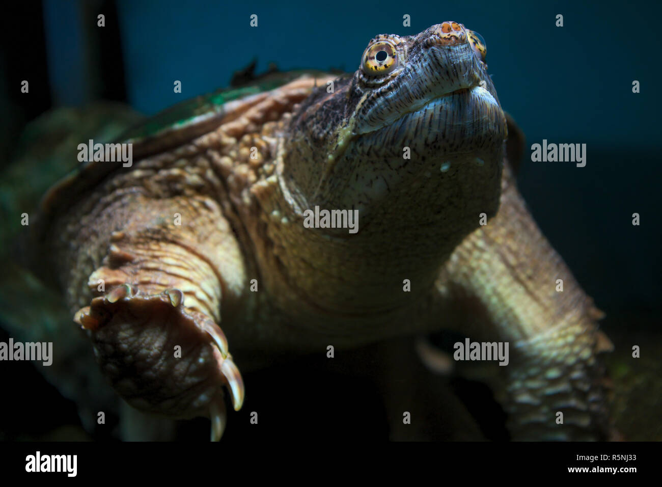 turtle swimming underwater environment reptile wildlife Stock Photo - Alamy