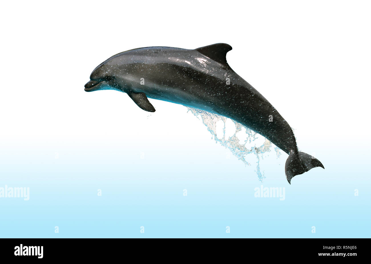 Dolphin Jumping Out Of Water Wallpaper