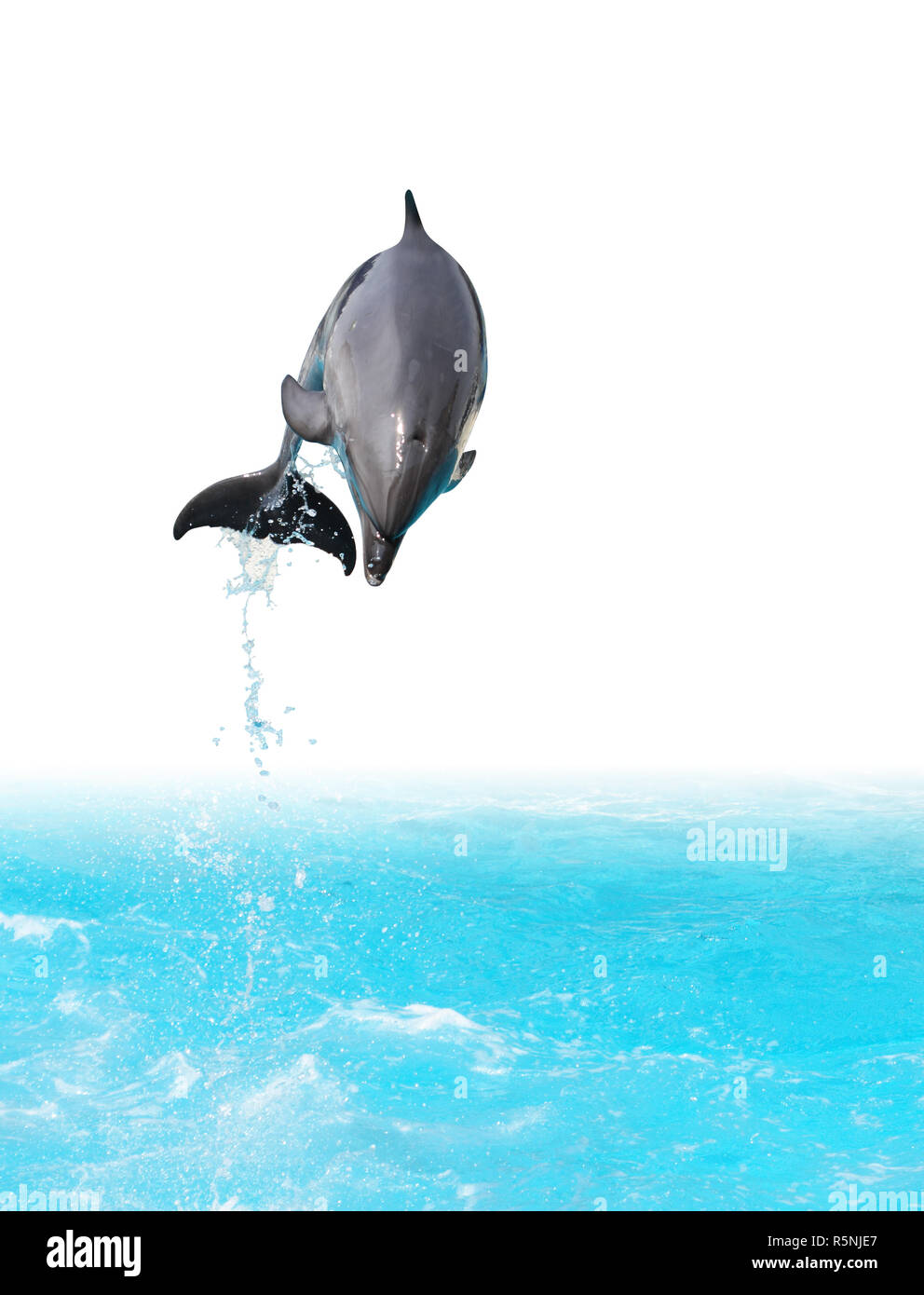 Dolphin jumping out of the water isolated on white background with ...