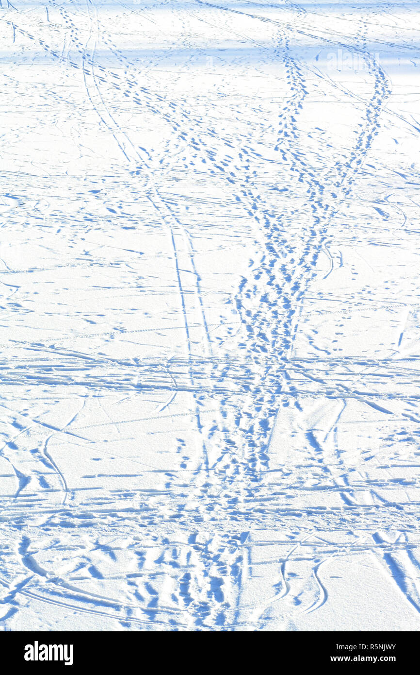 Snow background with many tracks and footsteps Stock Photo - Alamy
