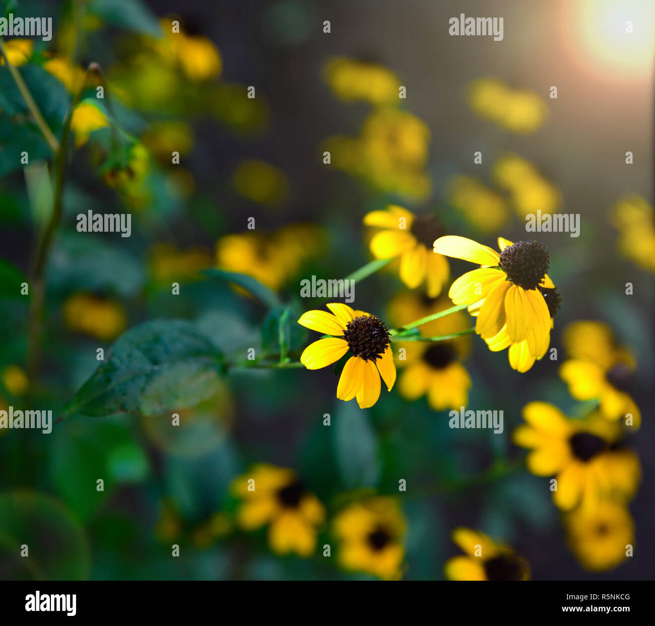 Blooming yellow flowers rudbeckia hi-res stock photography and images ...