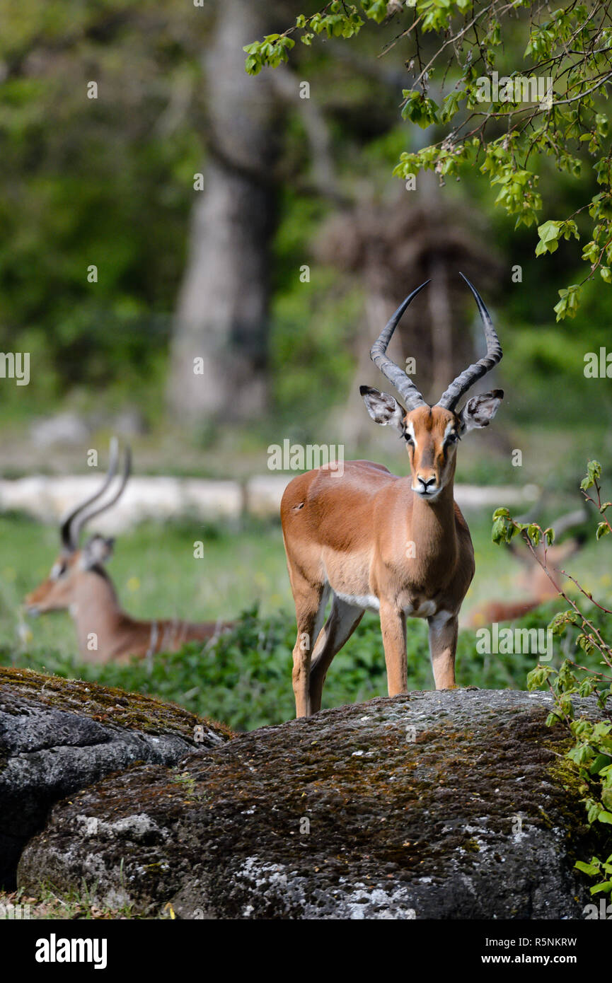 Fluchttier hi-res stock photography and images - Alamy