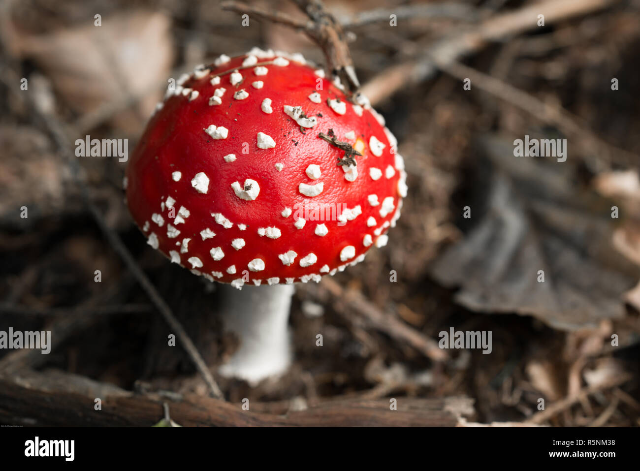Young toadstool in the forest Stock Photo - Alamy