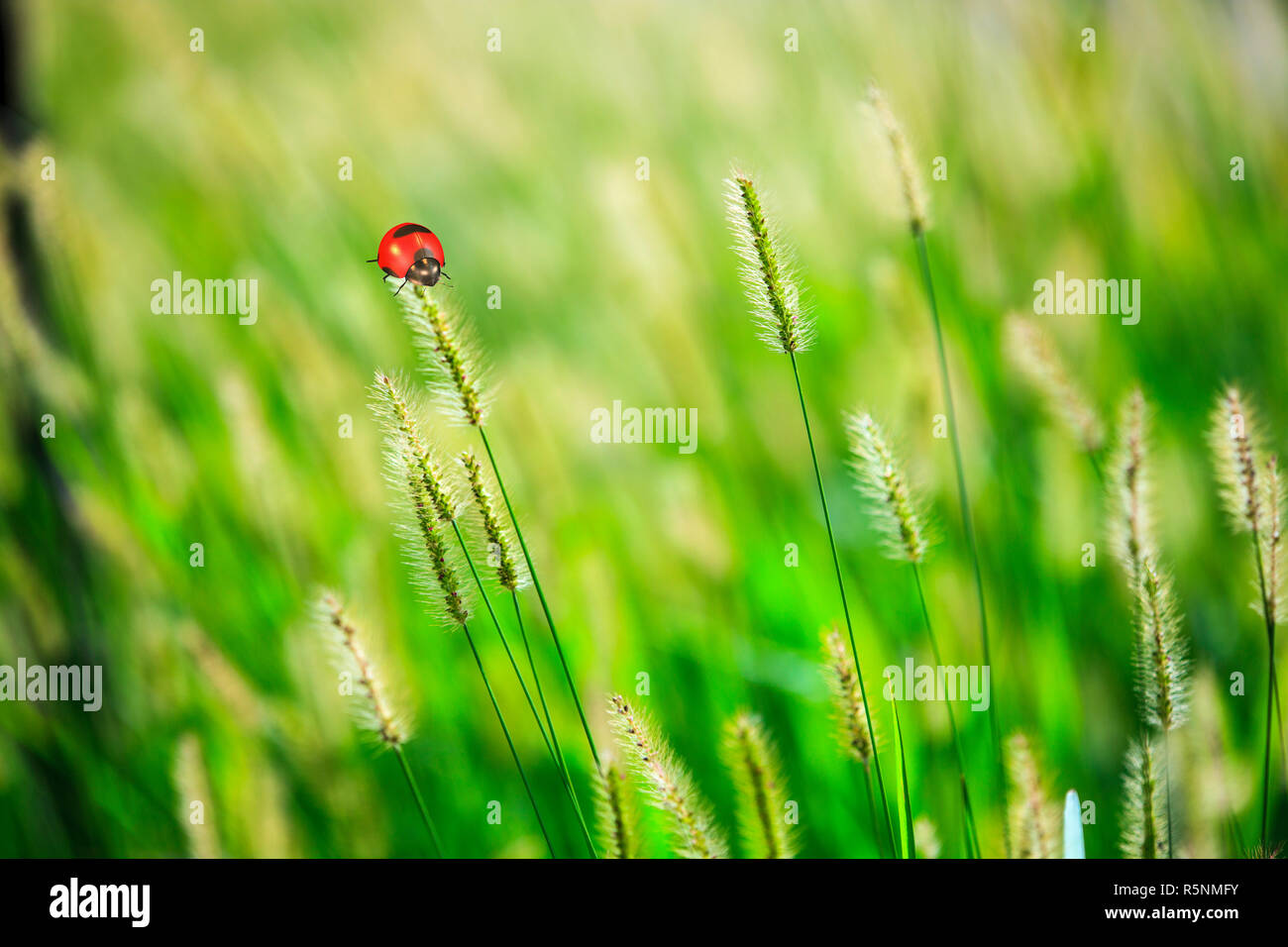 beautiful ladybug on a reed plant with extra green empty space Stock ...