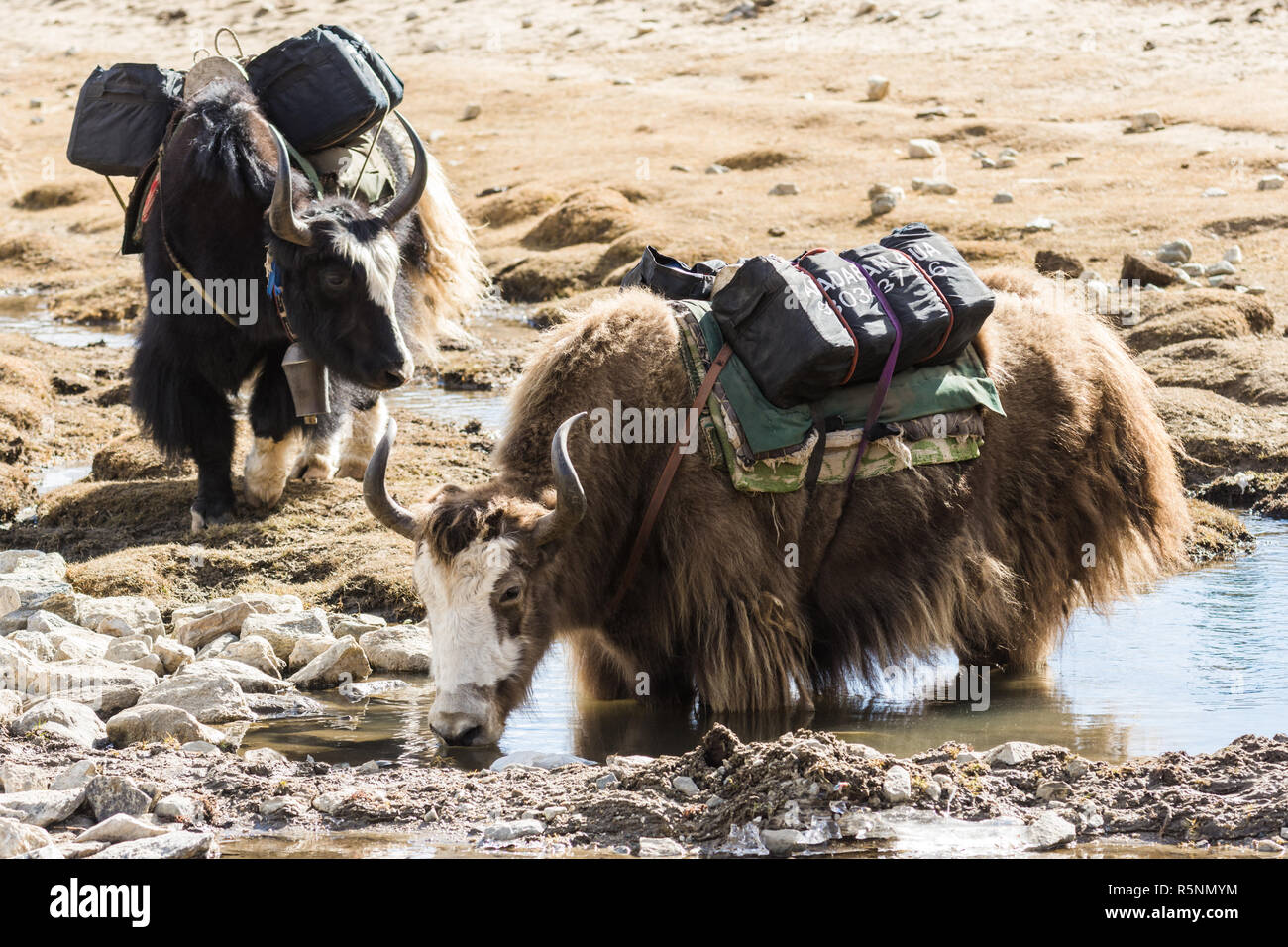 Yaks carry hi-res stock photography and images - Alamy