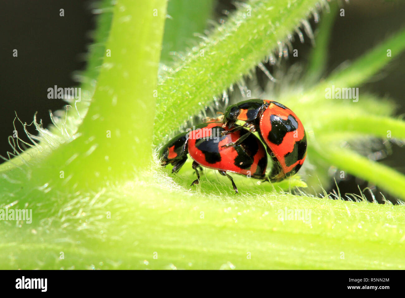 Ladybug mating in the gardens in close up Stock Photo - Alamy