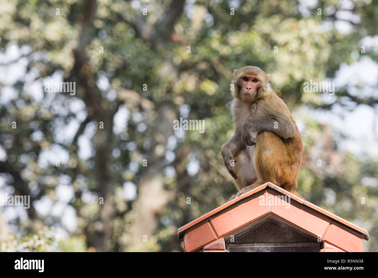 Mucaca hi-res stock photography and images - Alamy