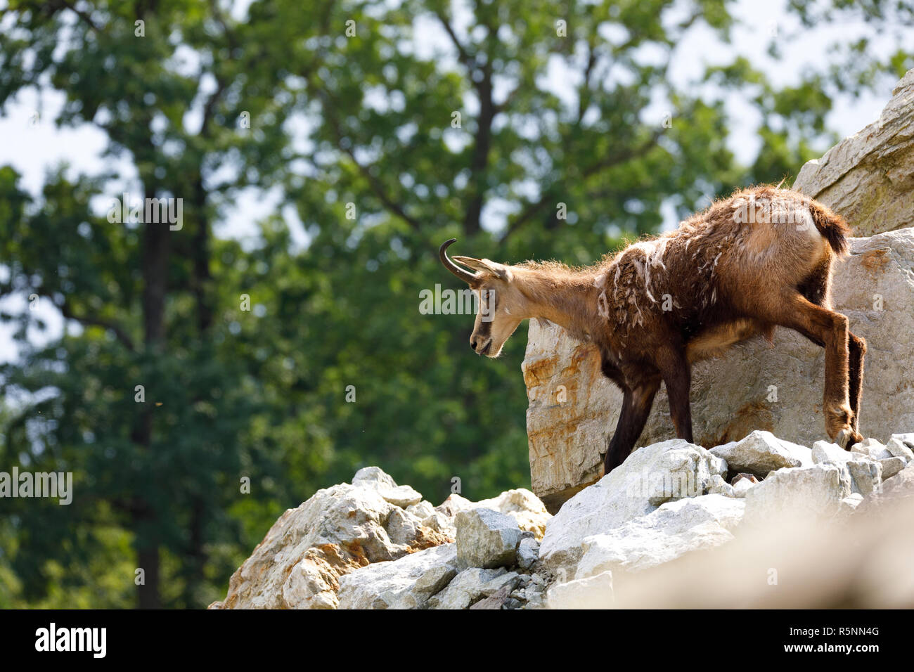 Brown goat male body hi-res stock photography and images - Alamy